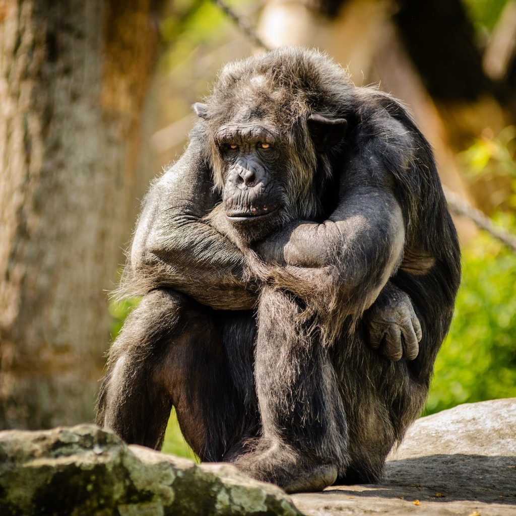 AI Fantasy Animal Name Generator - AI Name Hub