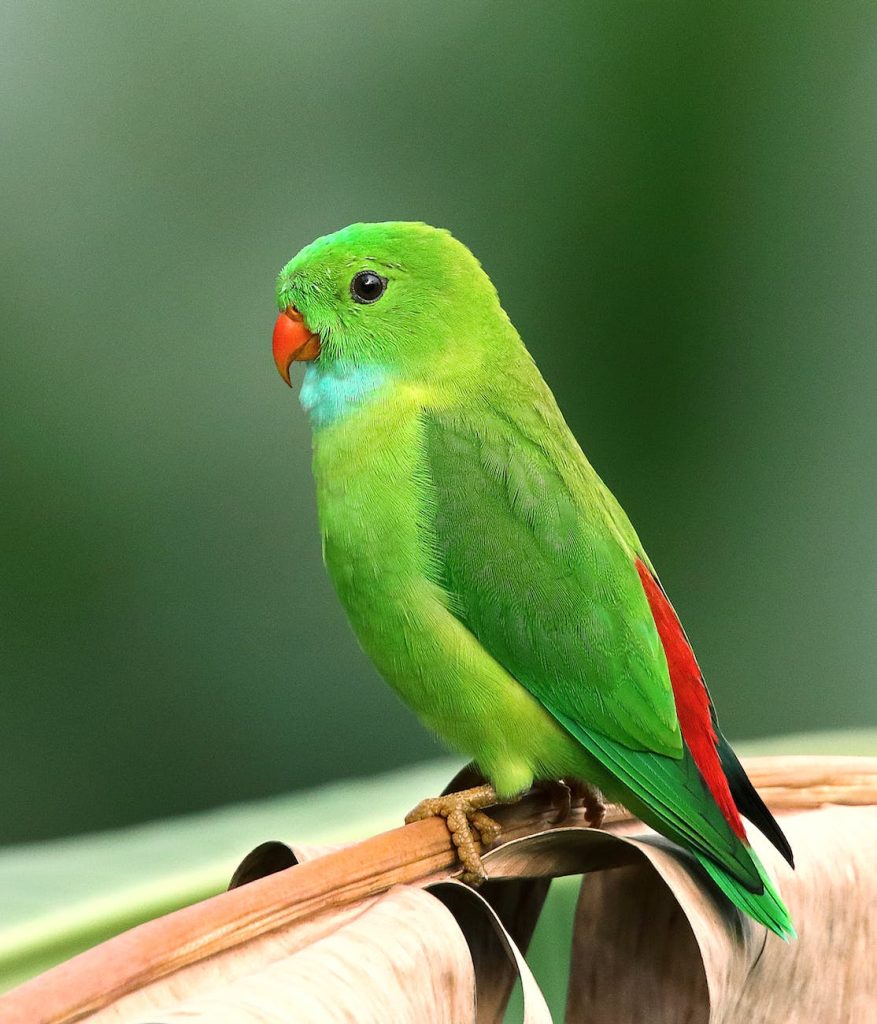 AI Fantasy Animal Name Generator - AI Name Hub