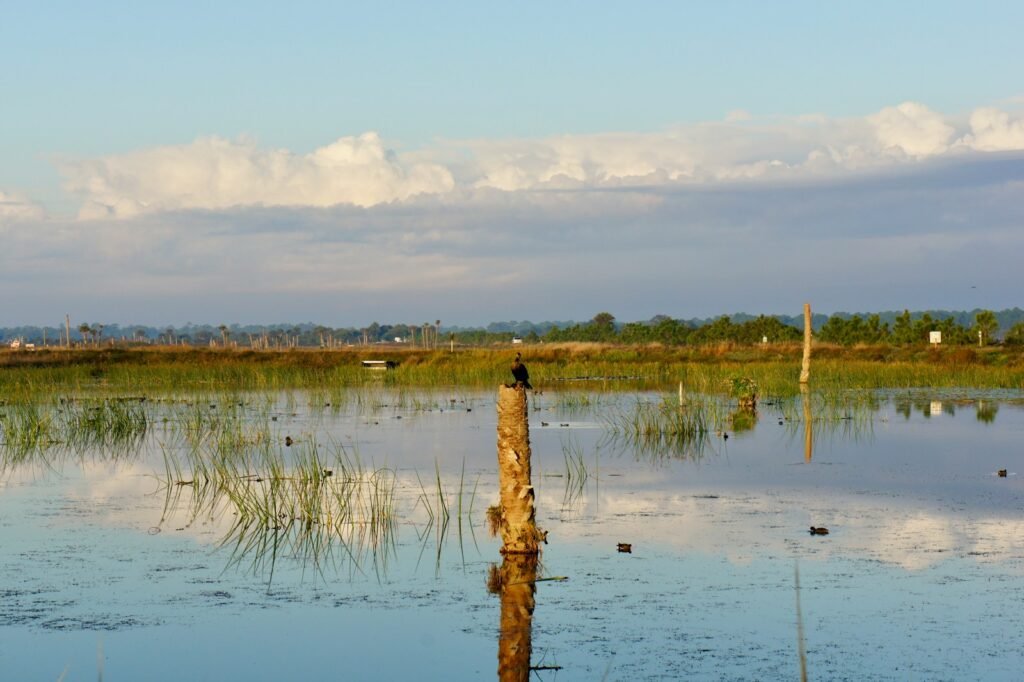 AI Viera name generator - AI Name Hub